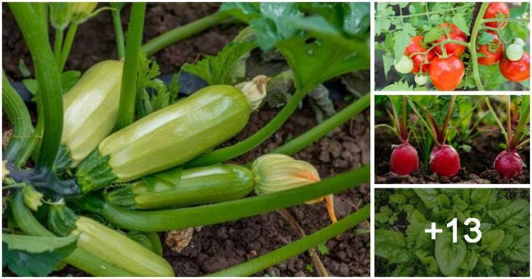 17 Easiest Vegetables For Your Beginners