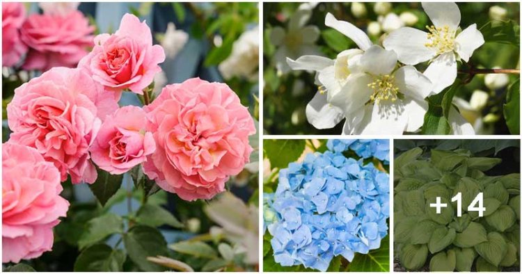 18 Beautiful Foundation Plants For The Front Of Your House