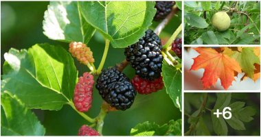 10 Trees That Have Edible Leaves You Can Grow In The Garden