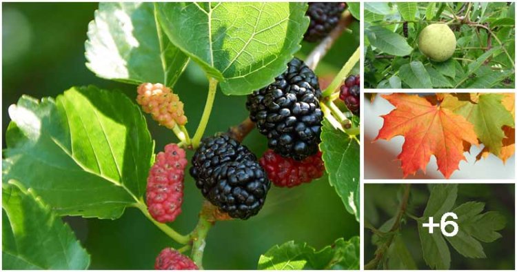 10 Trees That Have Edible Leaves You Can Grow In The Garden