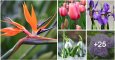 30 Poisonous Flowers That You Need To Know