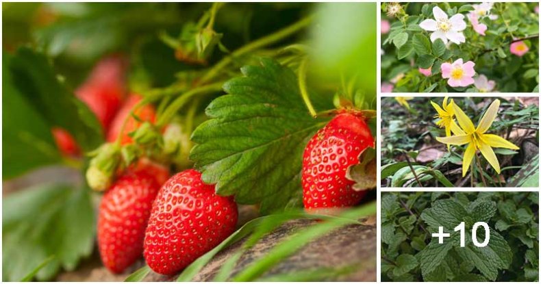 14 Different Runner Plant Types To Grow Indoors And Outdoors