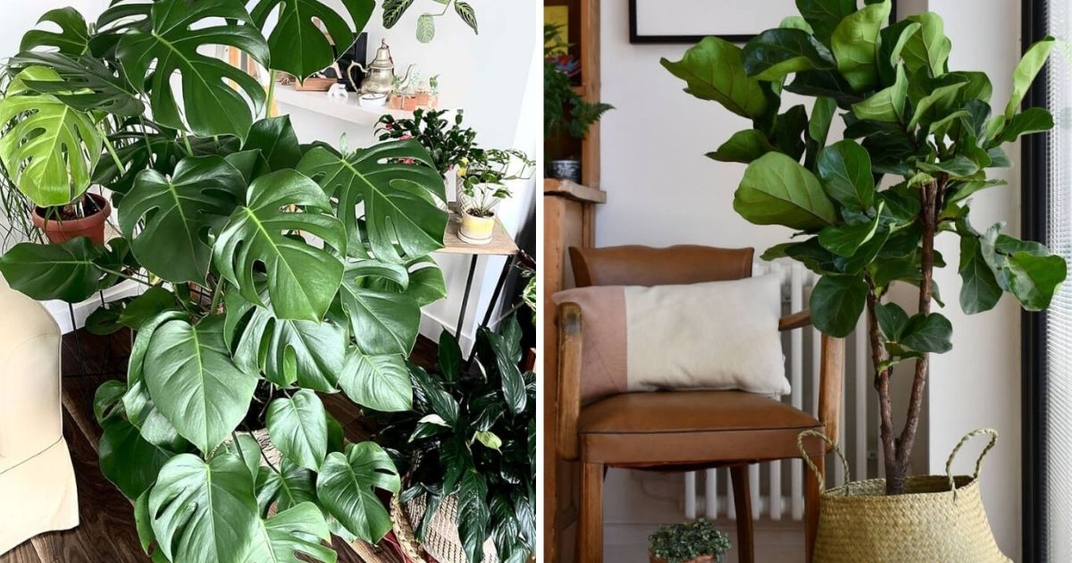 8 Stunning Big Houseplants Perfect for Corner Spaces