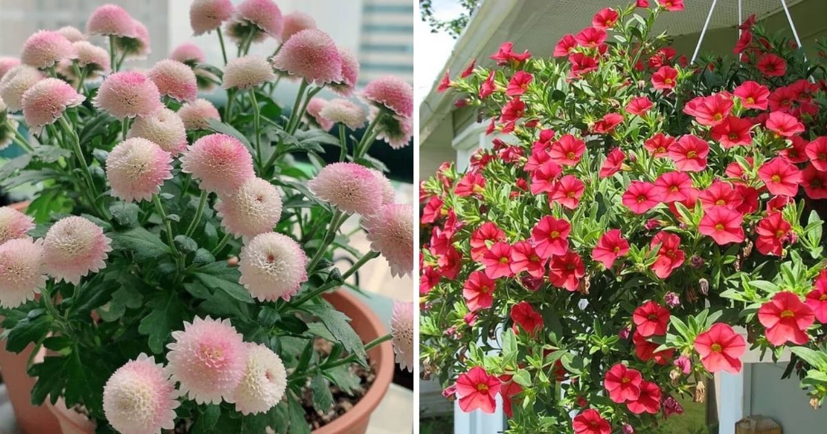12 Charming Balcony Flowers That Bring Life to Small Spaces