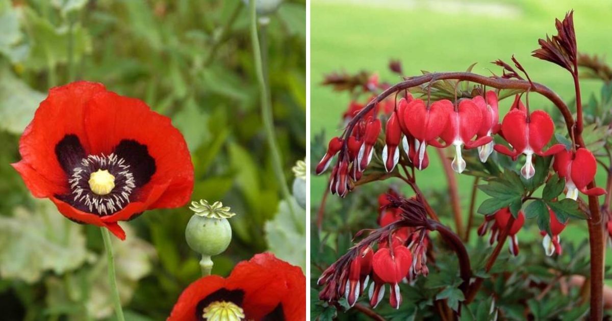 12 Invasive Plants You Should Consider Before Growing Them In The Garden