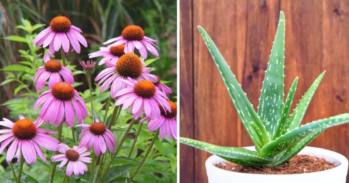 7 Surprisingly Easy Steps To Grow Daffodils From Seeds