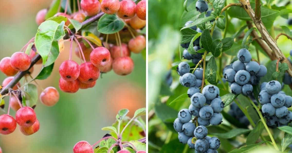 7 Edible Hedge Plants for Stunning Borders and Tasty Rewards