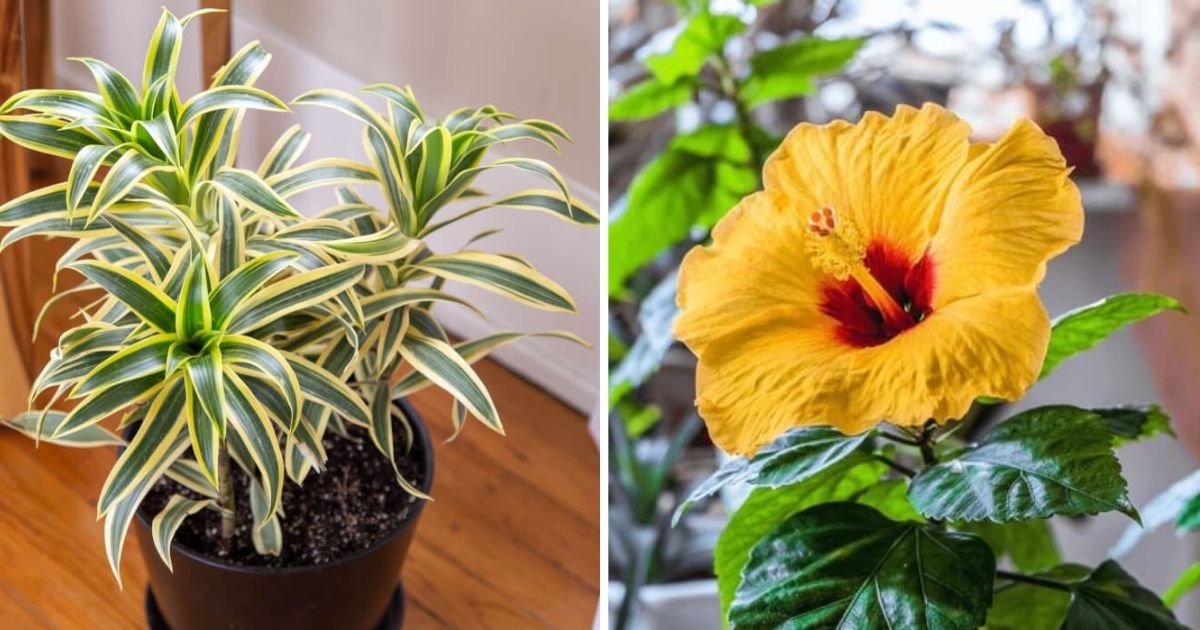 12 Sun-Loving Houseplants That Shine in Bright Light