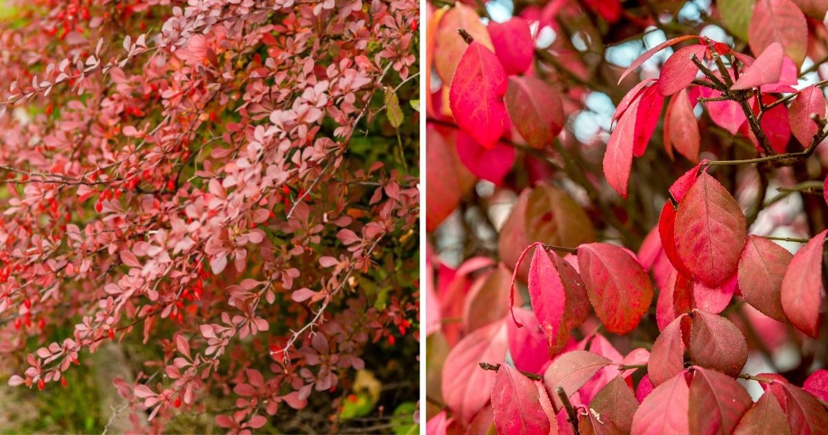 11 Beautiful Vining Plants That Offer Blue Flowers