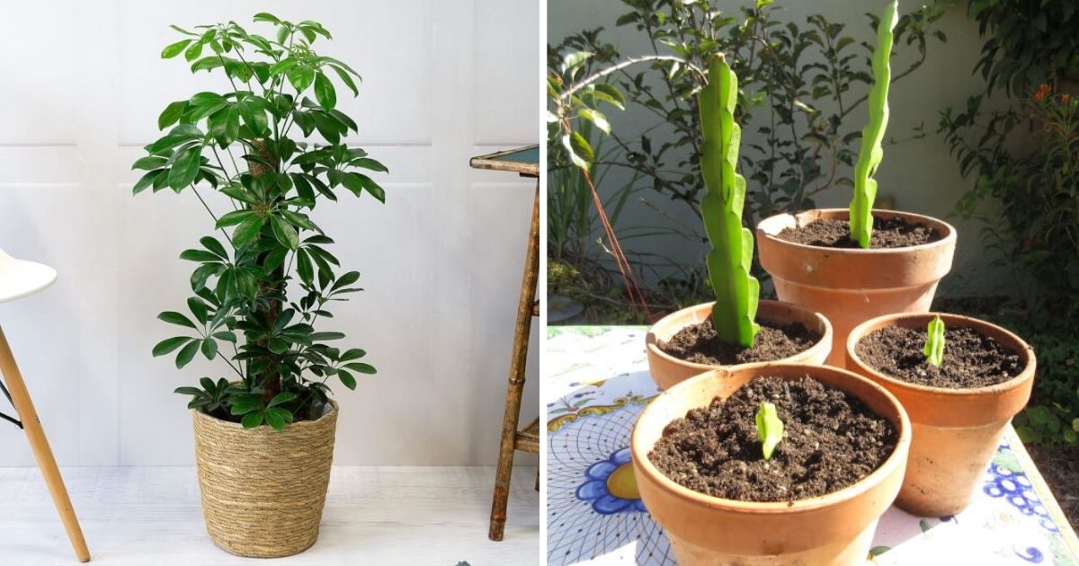 12 Large Houseplants For Beginners Grow Easily