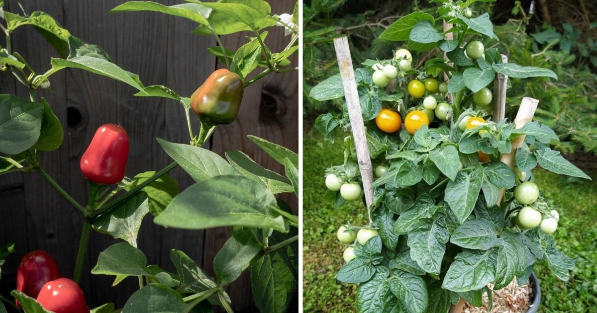 25 Adorable Miniature Vegetables and Fruits to Brighten Your Garden and ...