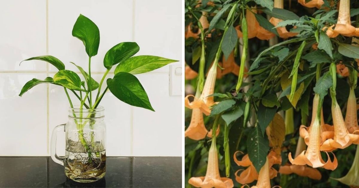 10 Plants You Can Propagate in Water Without Soil Hassle