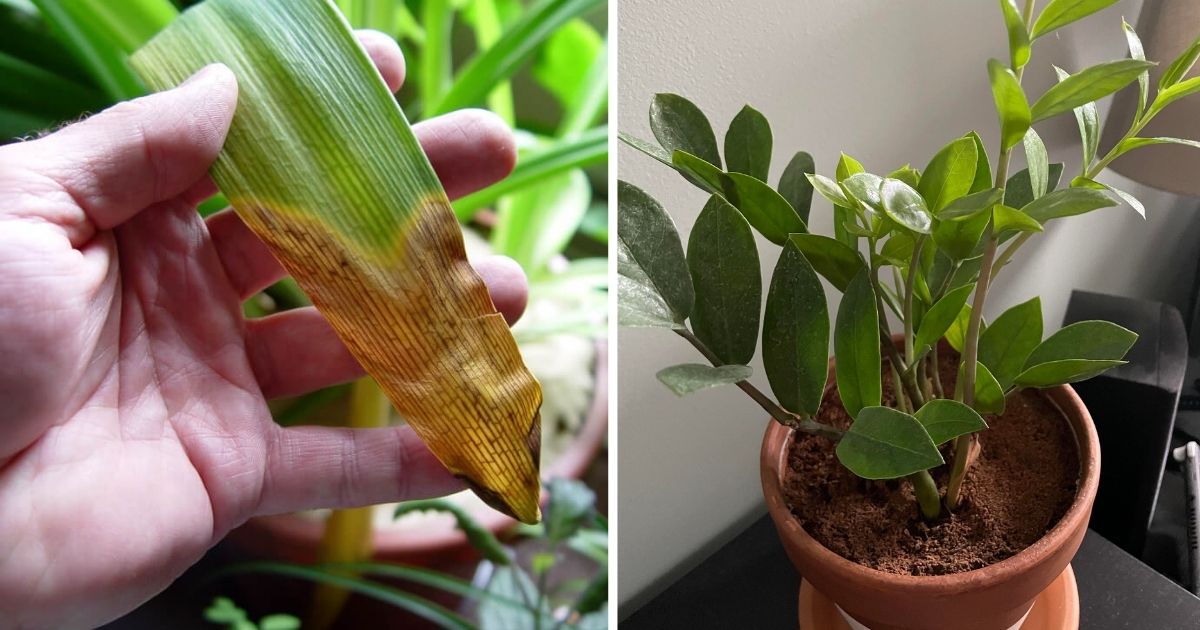 7 Surprisingly Easy Steps To Grow Daffodils From Seeds