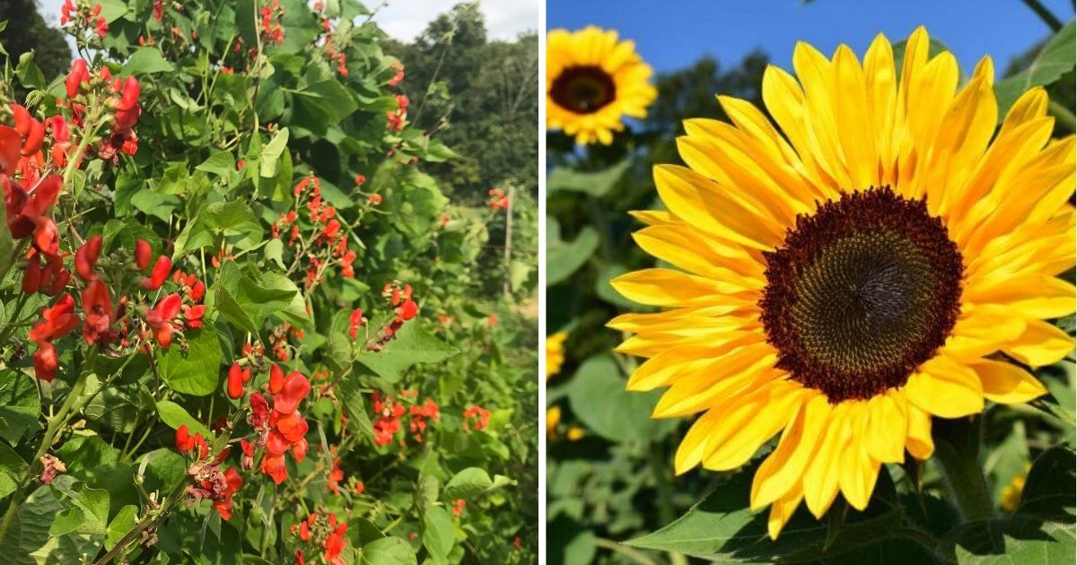 10 Gorgeous Flowering Vegetables That Brighten Your Garden and Your Plate