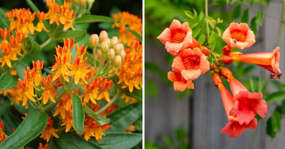 11 Weeds with Stunning Orange Blooms That Can Brighten Your Landscape