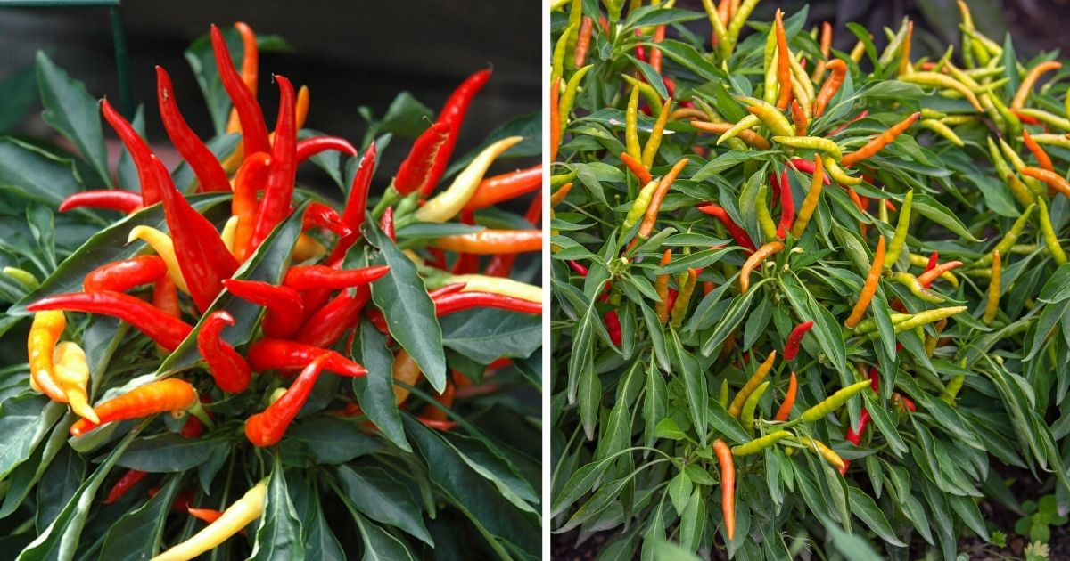 10 Types of Ornamental Peppers You Can Grow