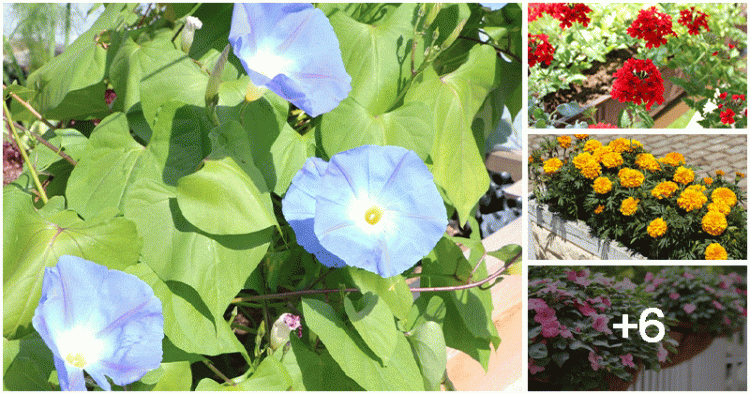 10 Best Beautiful Balcony Flowers