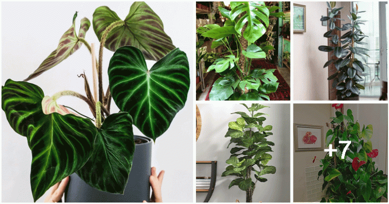 12 Large Houseplants For Beginners Grow Easily