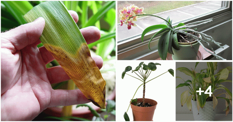 8 Signs That Your Indoor Plants Require More Sunlight