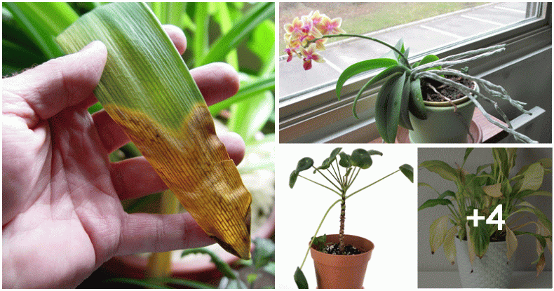 8 Signs That Your Indoor Plants Require More Sunlight