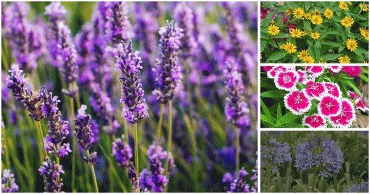 Beautiful Flowers That Can Get Rid Of Insects