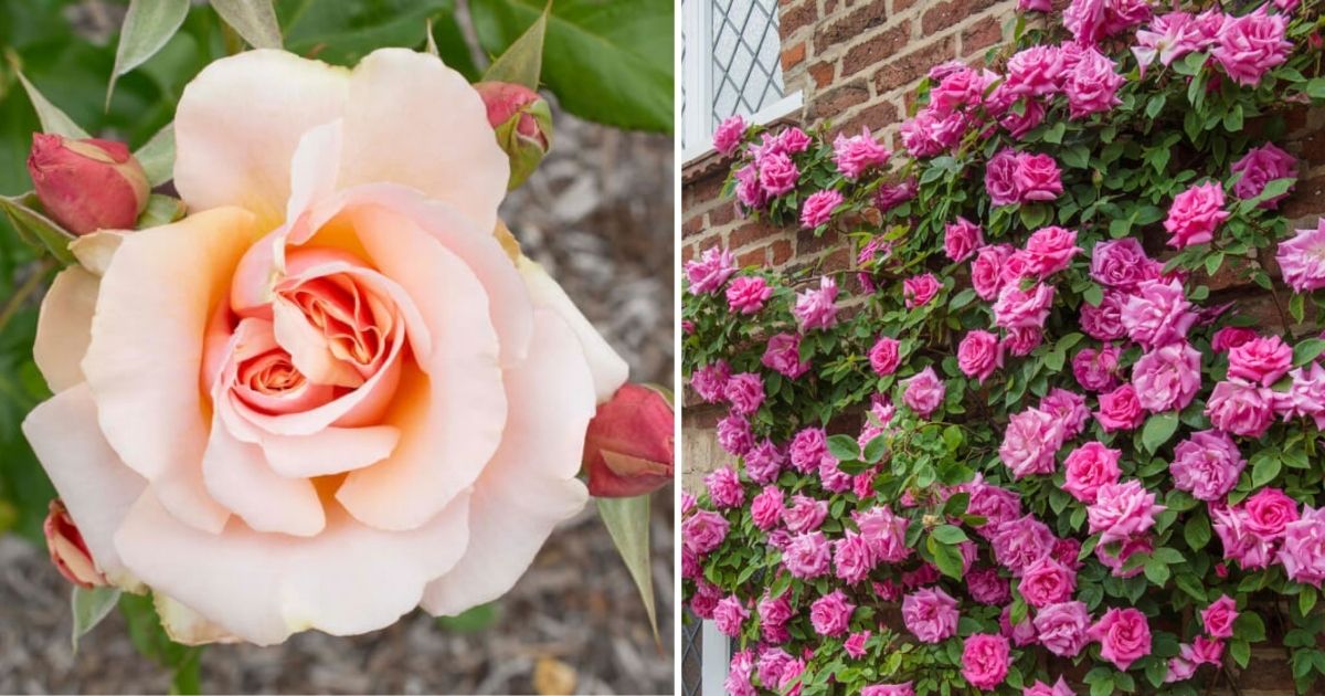 11 Beautiful Easy-to-Grow Roses for Stunning Garden Color