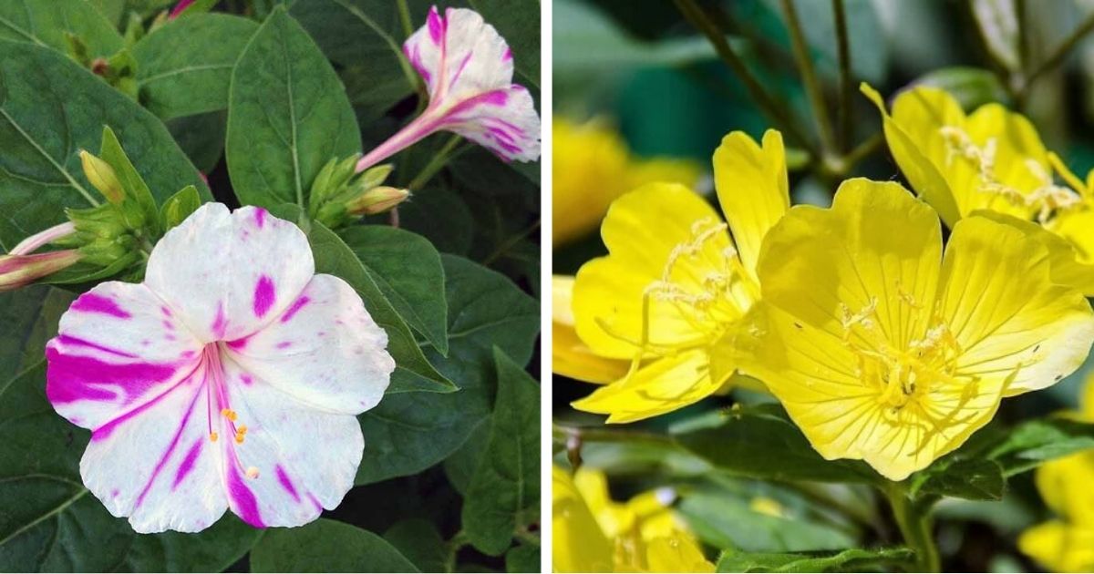 16 Gorgeous Night-Blooming Flowers That Fill the Air with Fragrance