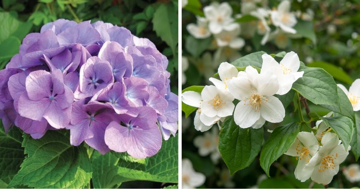 15 Stunning Flowering Bushes For Year-Round Color