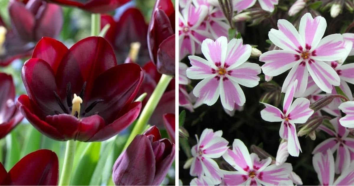 25 Exotic Black Flowers to Add Drama and Elegance to Your Garden