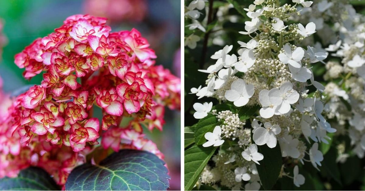 14 Gorgeous Hydrangea Varieties to Brighten Your Garden