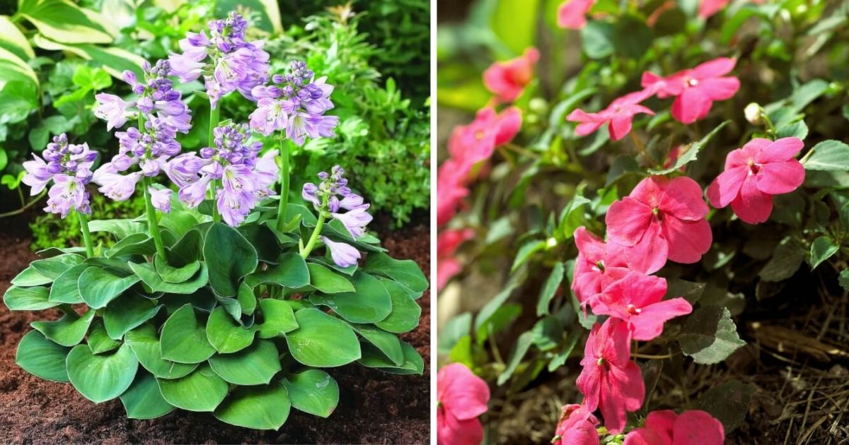 11 Best Plants for North-Facing Gardens That Thrive in Shade