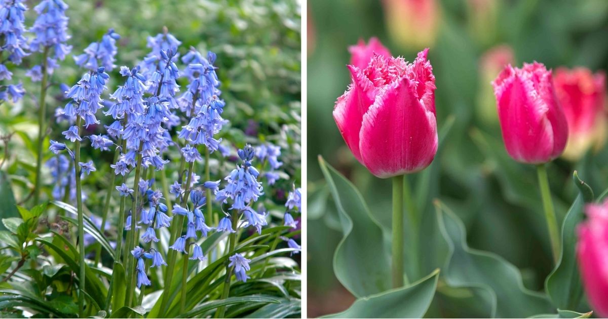 15 Gorgeous Bulb Flowers to Brighten Your Garden All Season