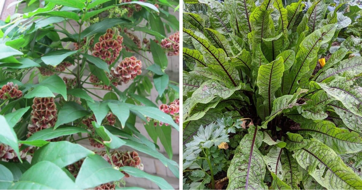 10 Stunning Red Flowering Trees For Your Landscape