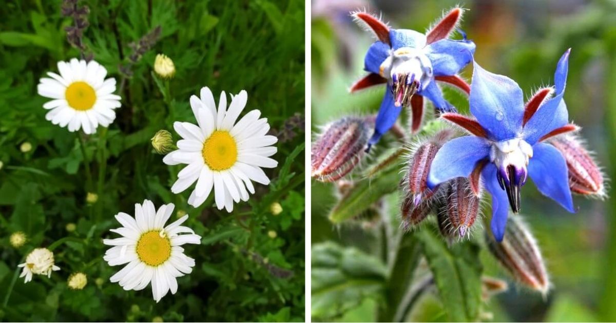 11 Beautiful Flowers That Can Naturally Transform Your Skin