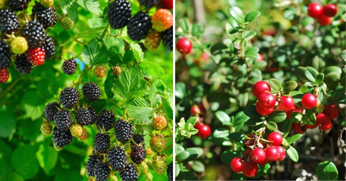 15 Shade-Loving Fruit Trees and Berries You Can Grow Easily