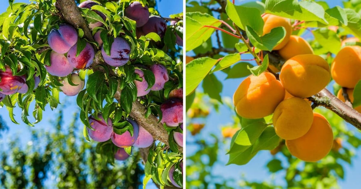 7 Best Fruit Trees to Grow in Cold Weather Successfully