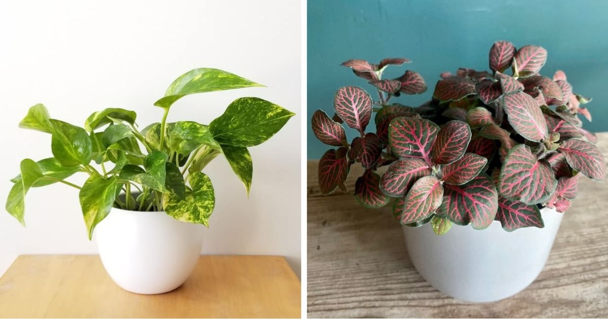 10 Lovely And Small Houseplants For Your Compact Spaces