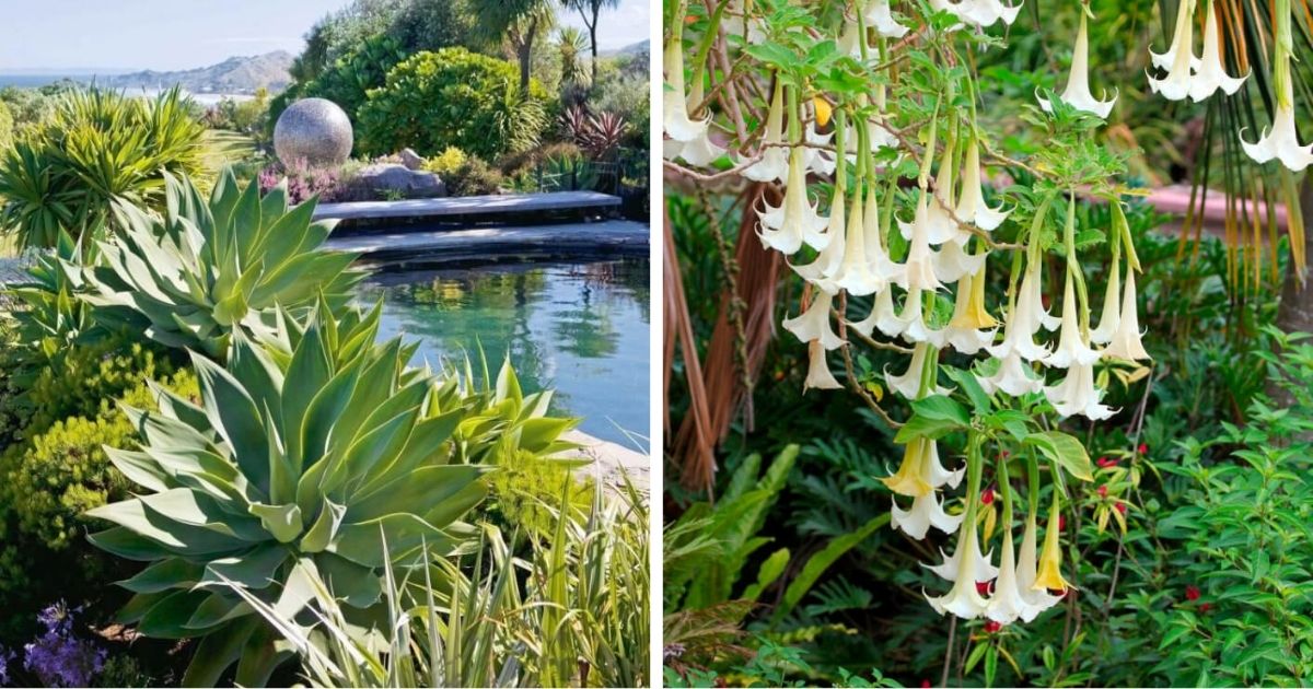 15 Gorgeous Plants to Bring Life to Your Poolside Paradise