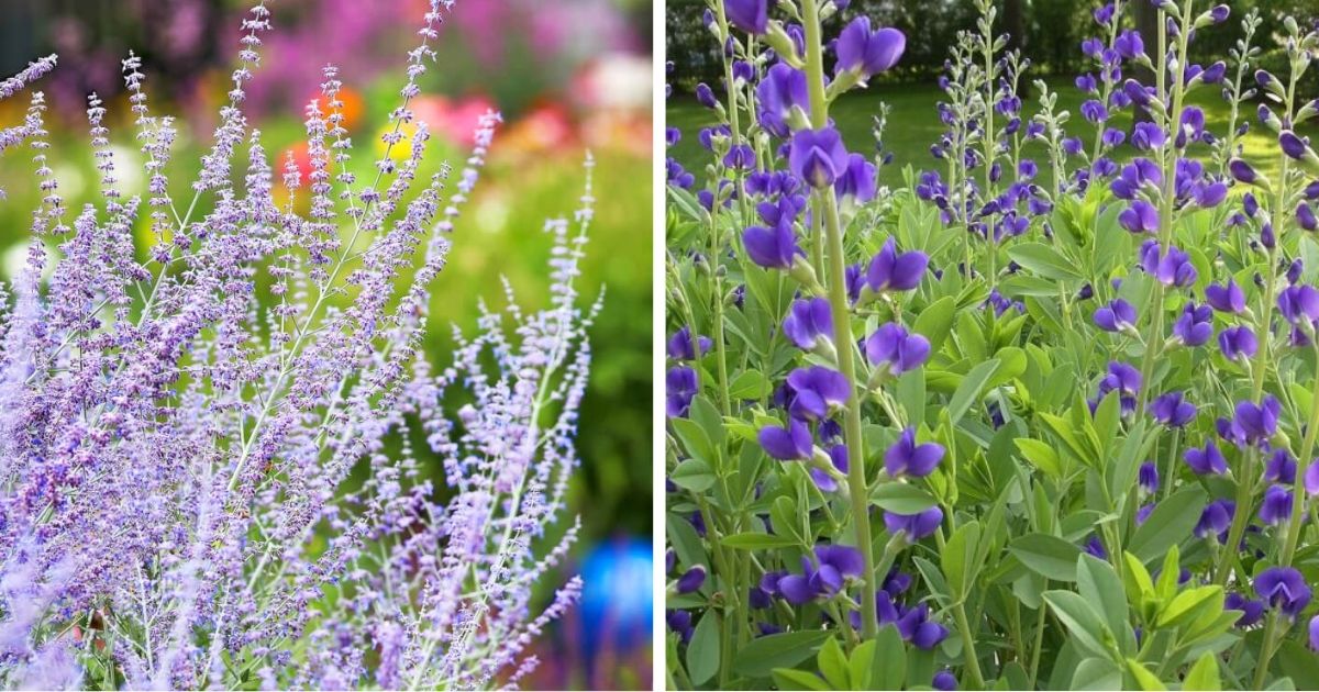12 Resilient Outdoor Plants to Keep Your Garden Thriving All Year