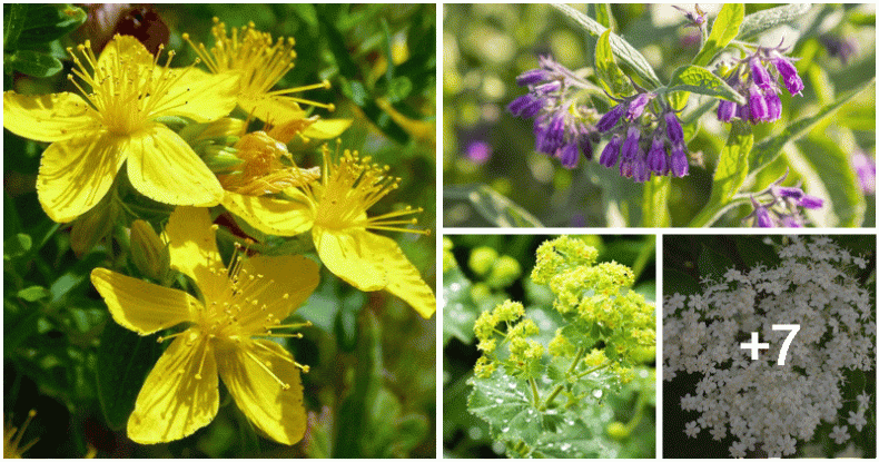 11 Flower Types That Can Make Your Skin Beautiful