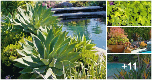 15 Stunning Plants For Pool Landscape