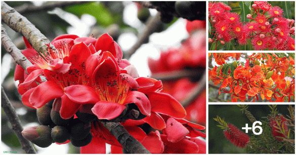 10 Stunning Red Flowering Trees For Your Landscape