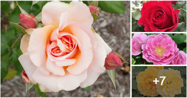 Beautiful And Easy-to-grow Roses For Your Garden