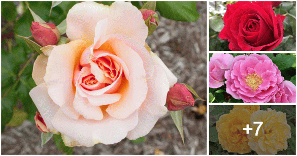 Beautiful And Easy-to-grow Roses For Your Garden