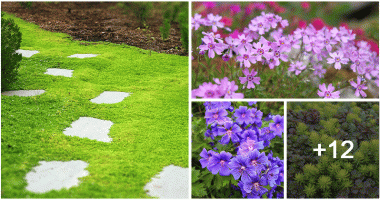 16 Hardy Ground Cover Plants To Grow For Your Landscape