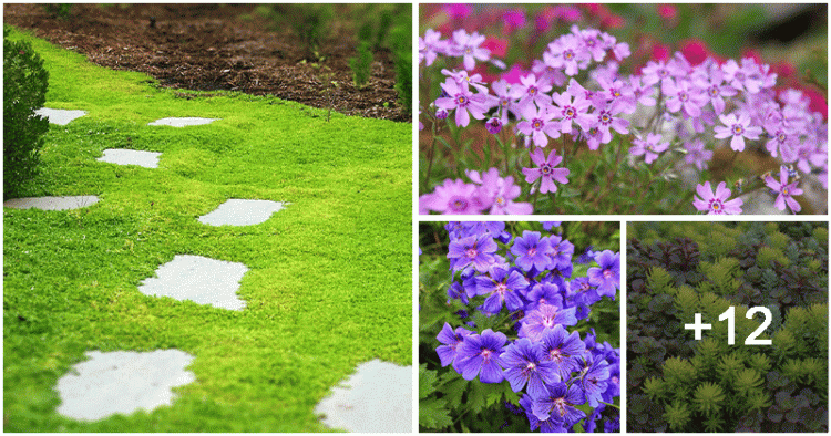 16 Hardy Ground Cover Plants To Grow For Your Landscape