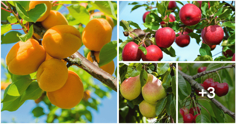 7 Fruit Trees That Thrive In The Cold Weather