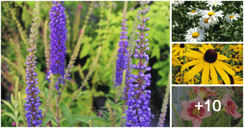 13 Best Partner Flowers That Pair Beautifully With Rose Bouquets