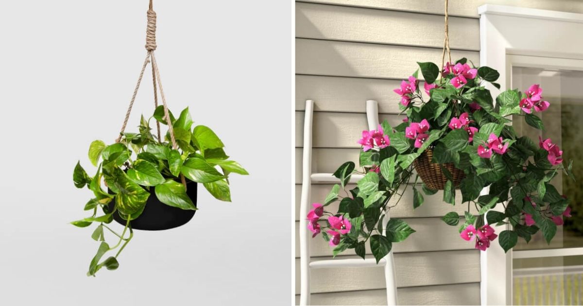 10 Beautiful Hanging Houseplants to Brighten Your Home