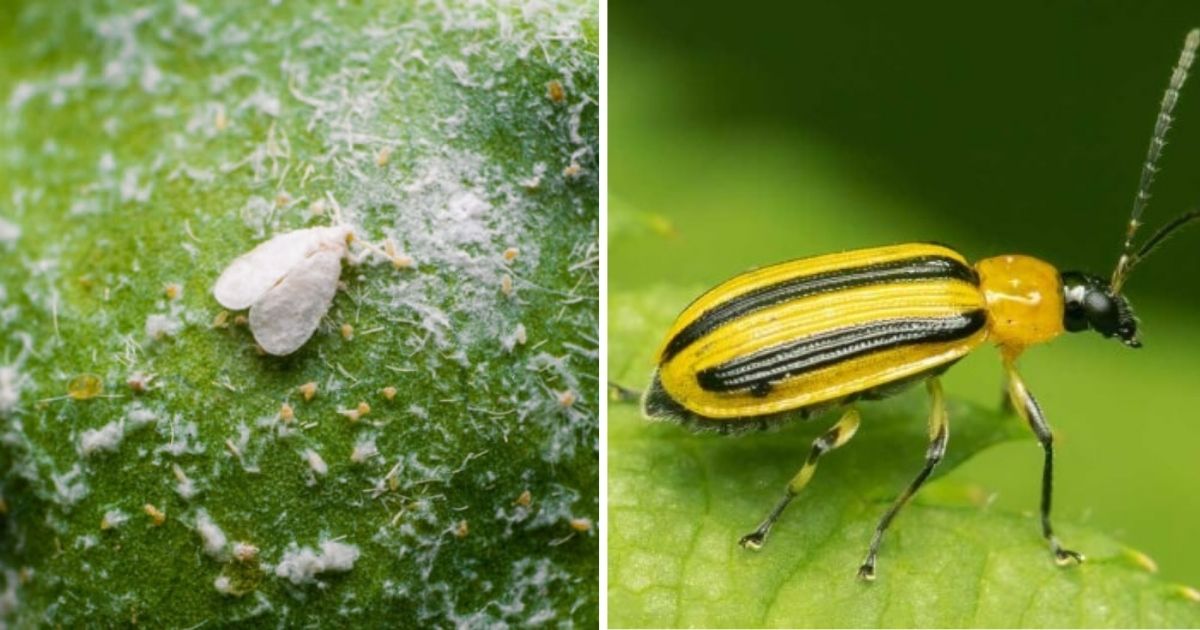 8 Common Cucumber Harmful Pests You Must Watch Out for This Season